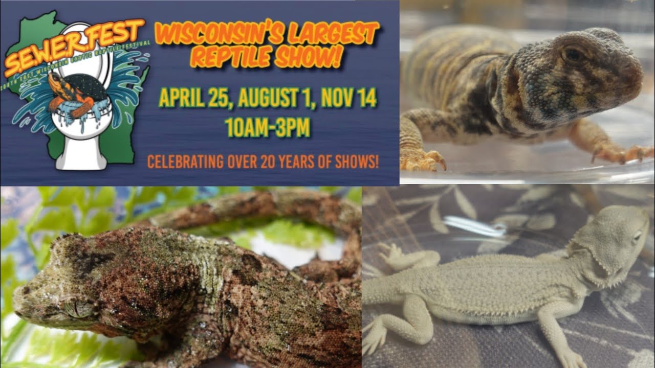 Touring the Sewerfest Reptile Show! April 23, 2023. Snakes, Lizards ...