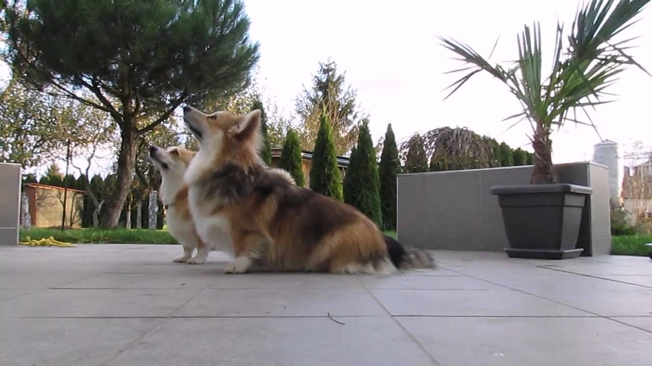 Corgi being clumsy in obedience training... - YouTube