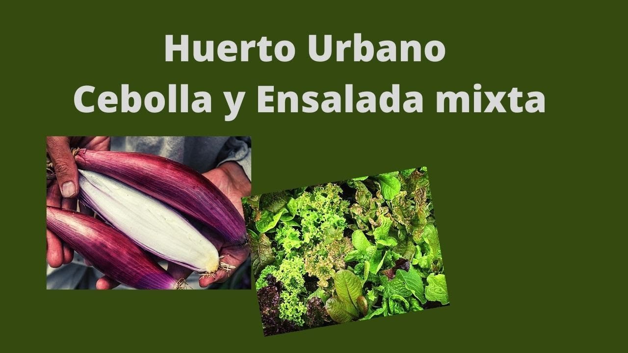 Cebollas y ensalada mixta - YouTube