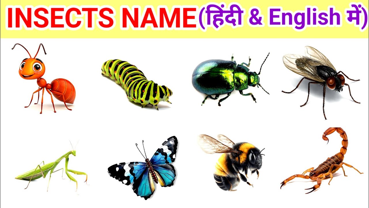 Insects Name in Hindi and English with Pictures | कीड़े मकोड़ों के नाम ...