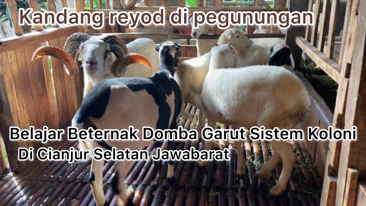 Belajar ternak Domba Garut #dombagarut #peternakdombagarut - YouTube