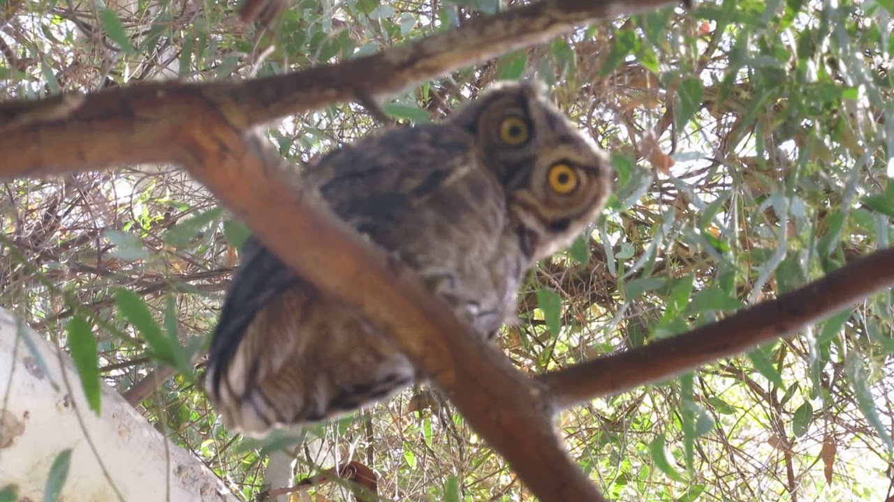 Owl Búho Tucuquiere (Bubo magellanicus ) - YouTube