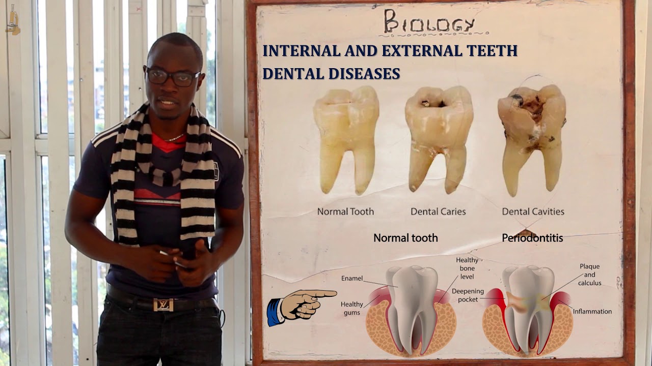 19. External and Internal Structure of Teeth Biology Form 1 - YouTube