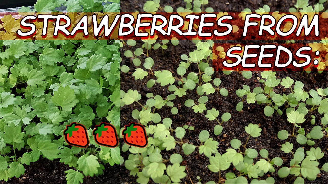 How to grow strawberries from seeds: 🍓 🍓 - YouTube