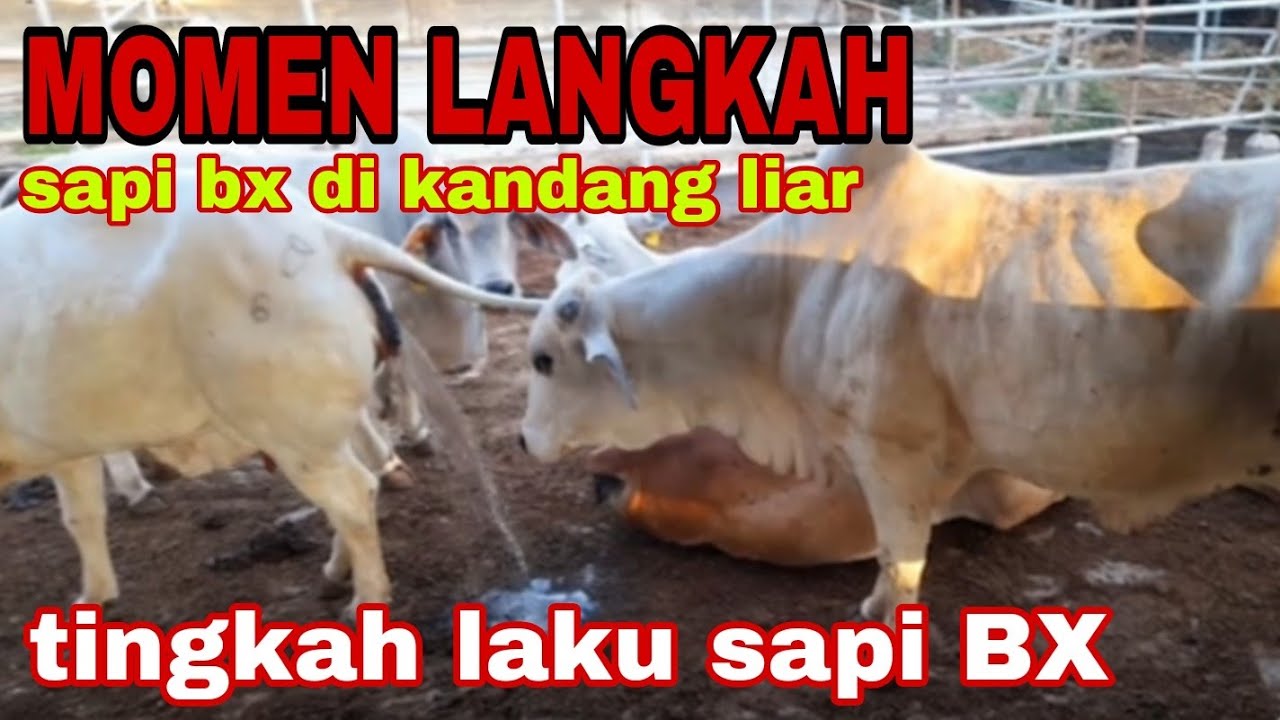 #sapijumbo SAPI BX DI KANDANG LIAR SERU GAYS #peternakan #limousin # ...