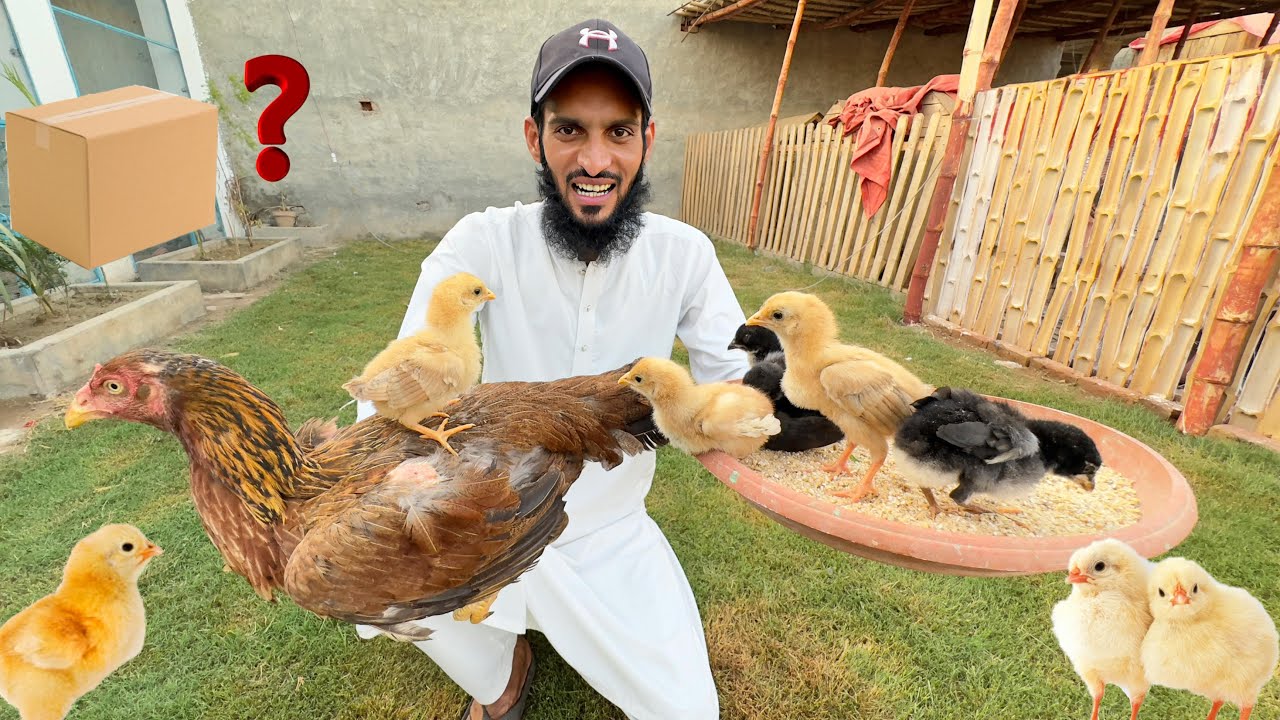 Mini Zoo Main New Pets Agaiy🥰 - YouTube