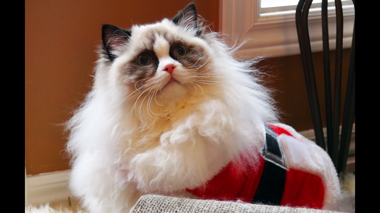 Ragdolls Get Ready For Christmas - YouTube