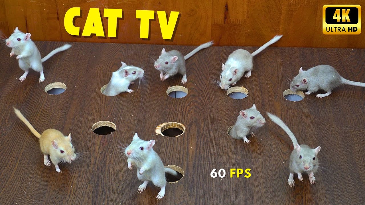 8 Hours Cat TV Mouse - The Ultimate Mouse Maze! Mice Play & Squeak For ...