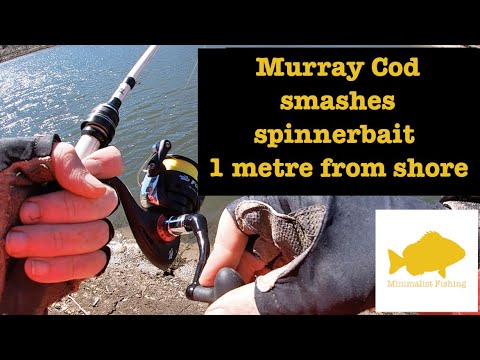 Murray Cod smashes spinnerbait 1 metre from shore - YouTube
