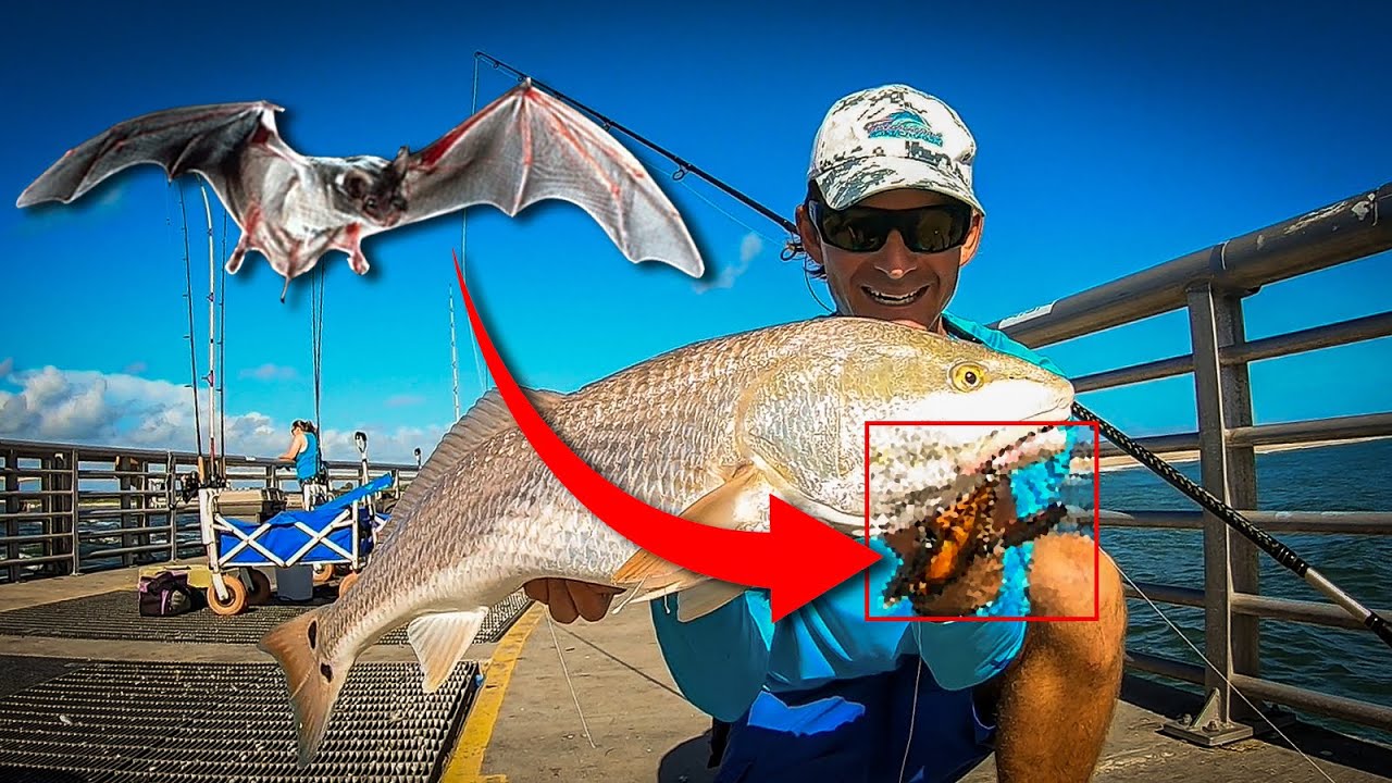 Do Bats Work for Fishing Bait? - YES!!! - YouTube