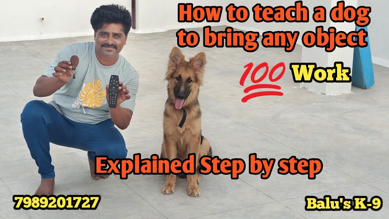 How to teach a dog to bring any object @BalusK9Dogtraining professional ...