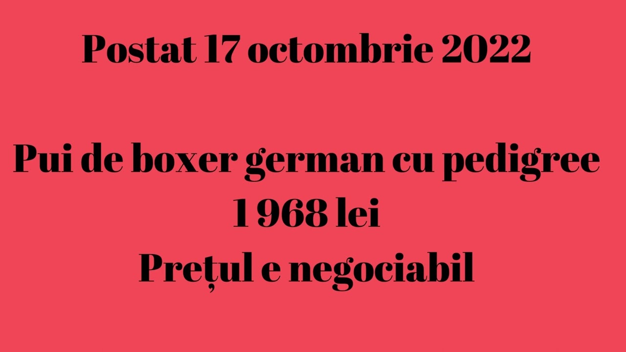 Pui de boxer german cu pedigree 1 968 lei - YouTube
