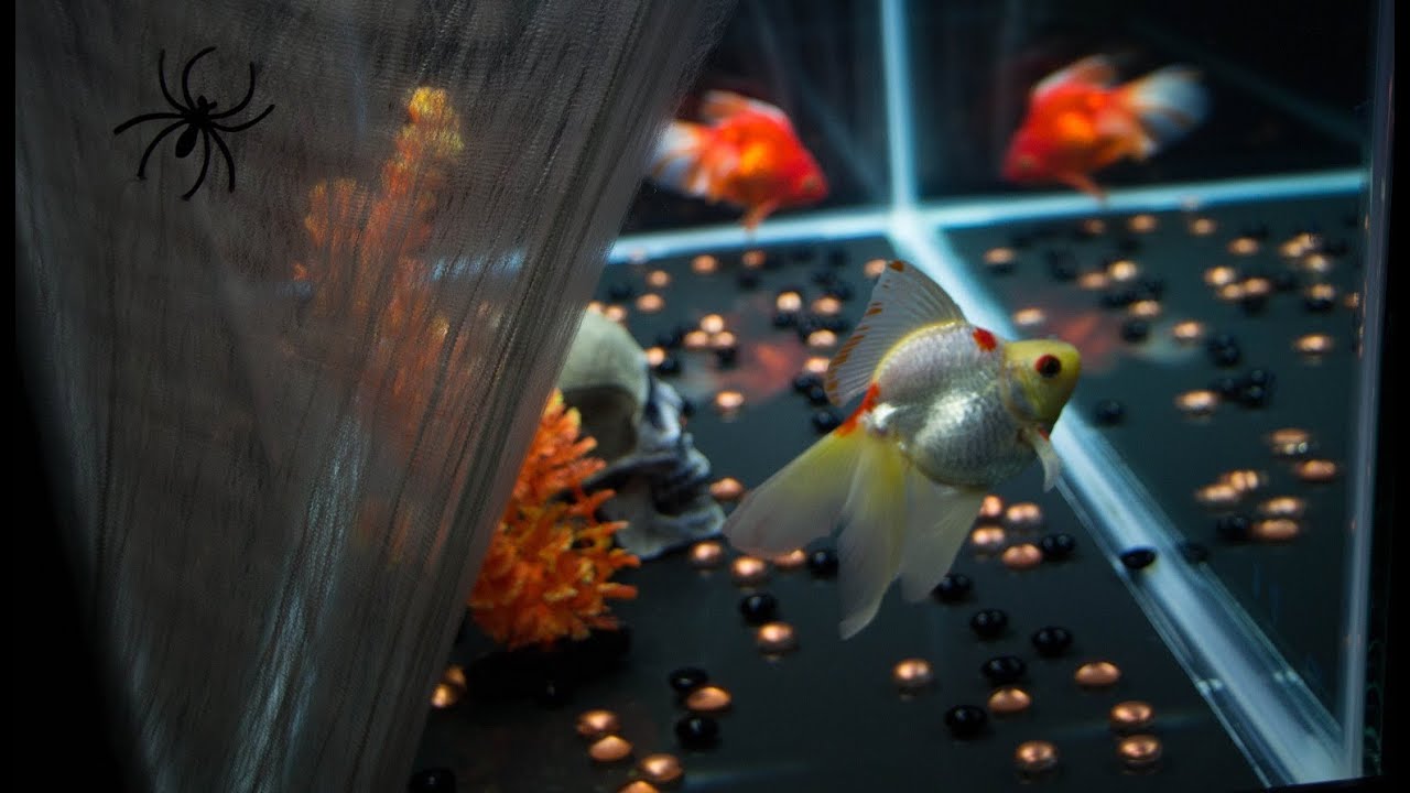 👻 Haunted Halloween Aquarium 👻 - YouTube