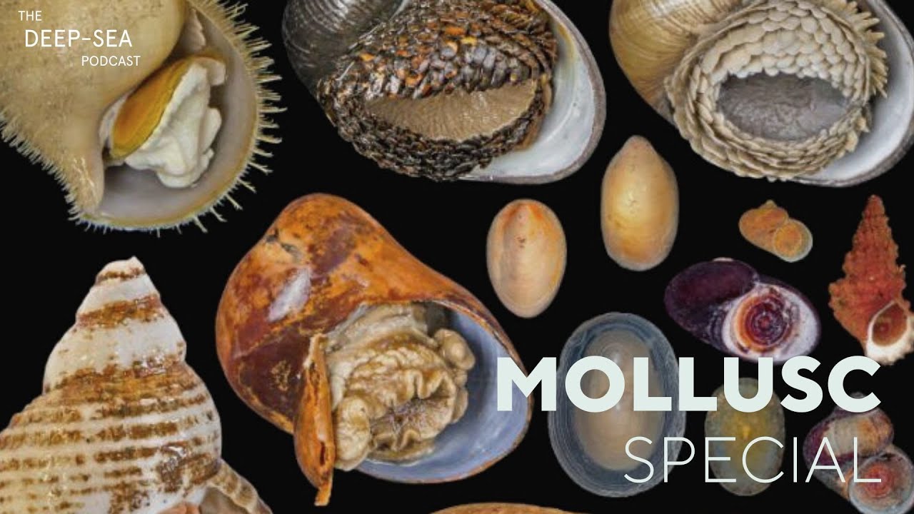 Mollusc special with Kerry Walton | Episode 39 | The Deep-Sea Podcast ...