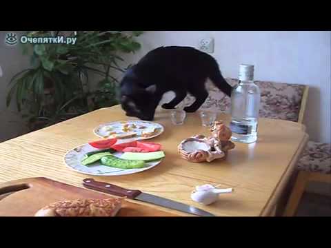 Прикол Чёрненькая любительница водки