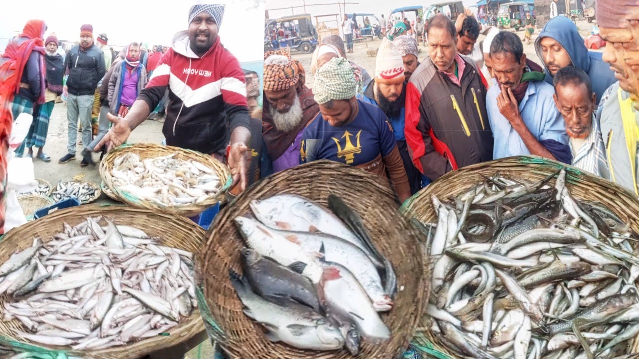 পদ্মা নদীর কাজলি মাছ হাছরা মাছ দাম দেখুন !moinad-guard-fish-market ...