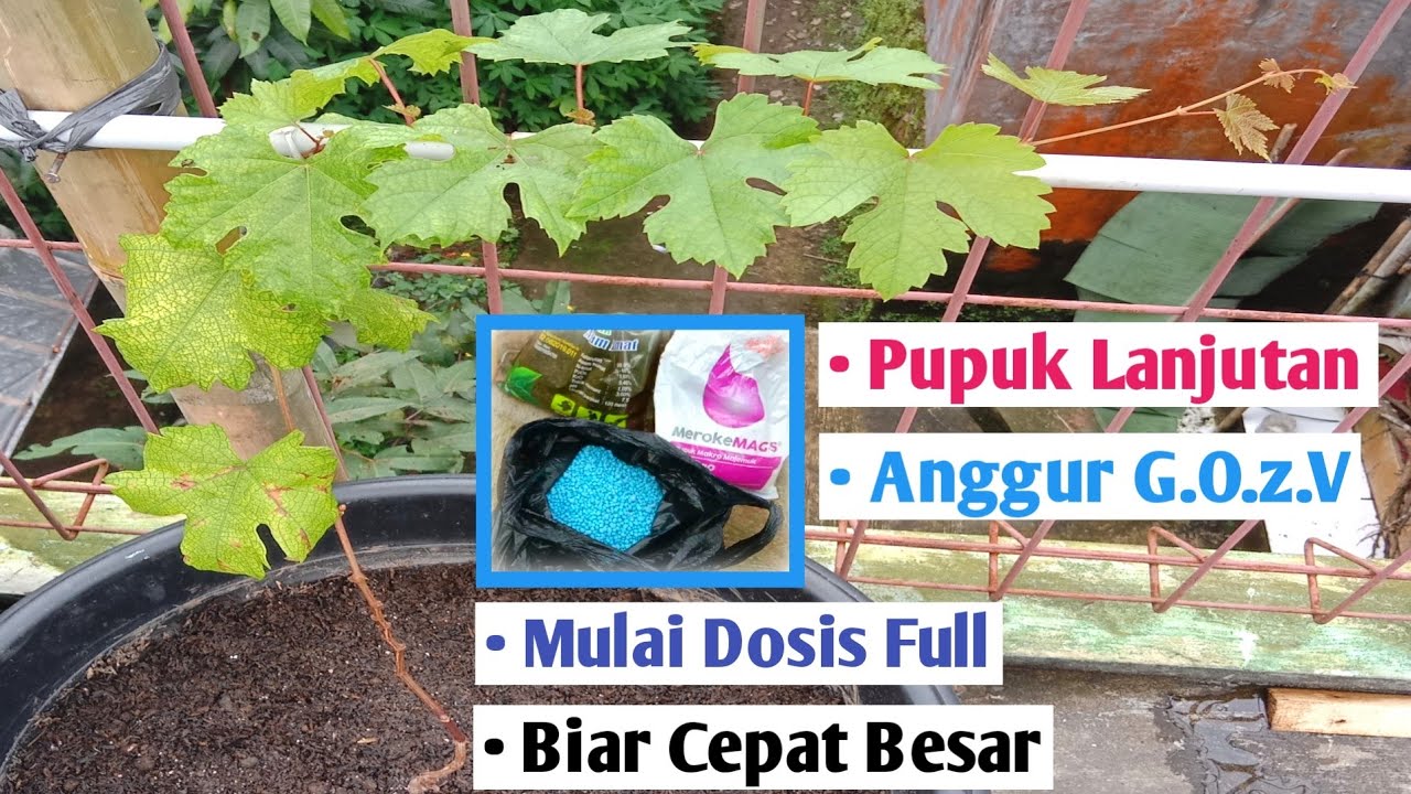 Cara Memupuk Anggur Gozv Part 3 Full Dosis Biar Tambah Jos - YouTube