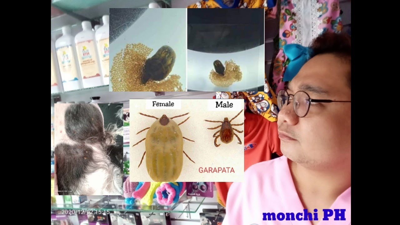 bakit nga ba dumarami ang garapata at kung paano mawala |tagalog vlog ...