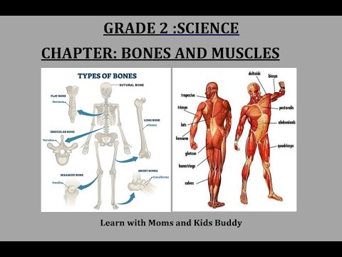 Grade : 2 Science, Chapter : Bones and Muscles - YouTube