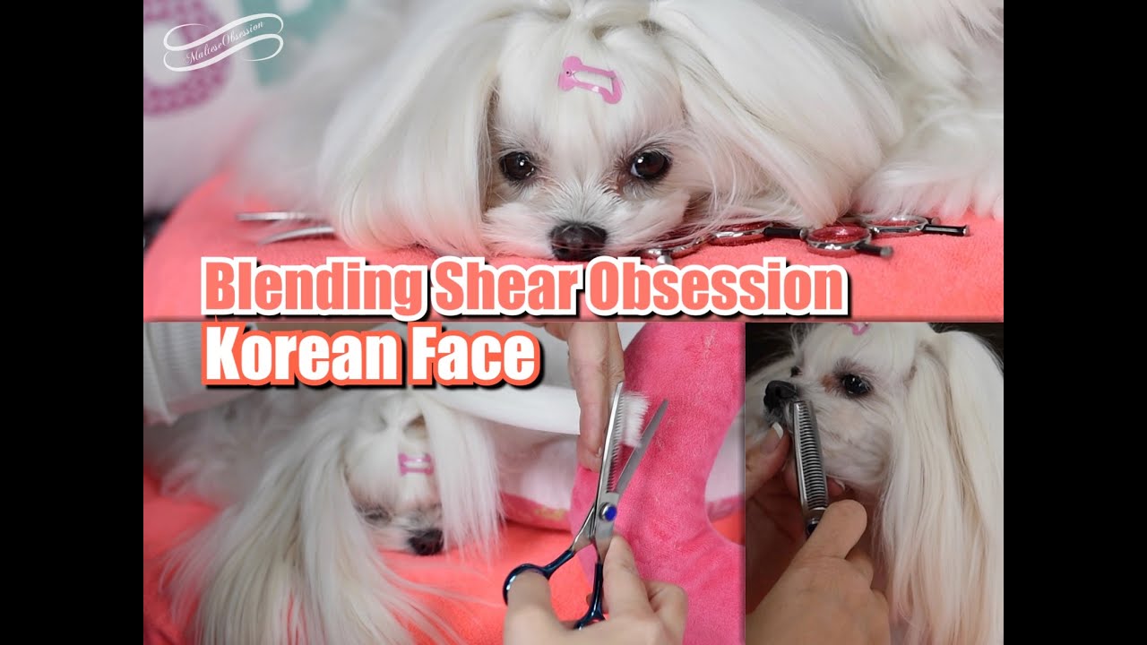 GROOMING: Blending Shear Obsession MALTESE Korean Cut Faces w Blending ...