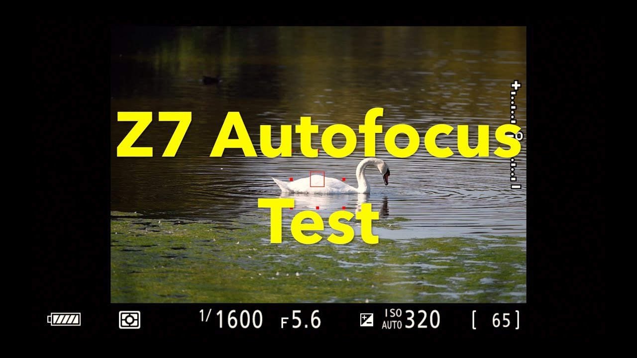 Nikon Z7 Auto Focus Test. (indoor,Lowlight,Birds,Face tracking) - YouTube