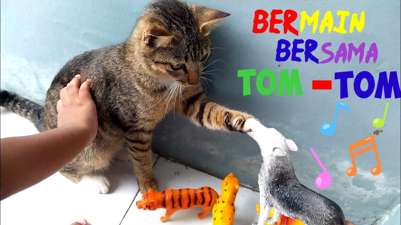 Bermain bersama // kucing & mainan // old mcdonald// kids song// lagu ...