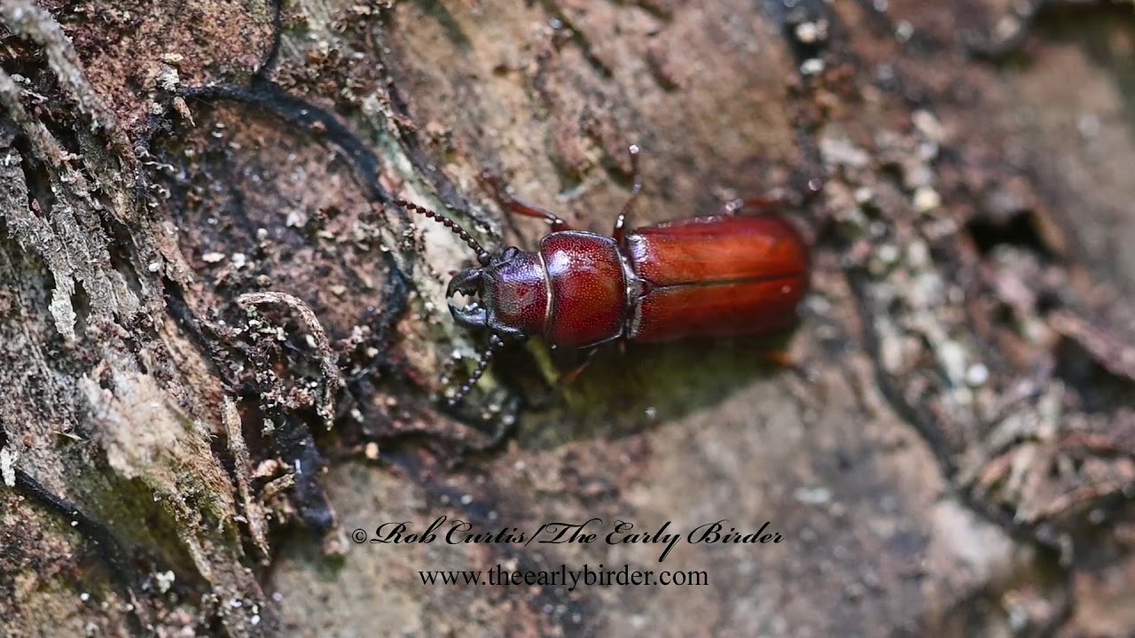 POLE BORER Neandra brunnea (LONGHORN BEETLE) - YouTube