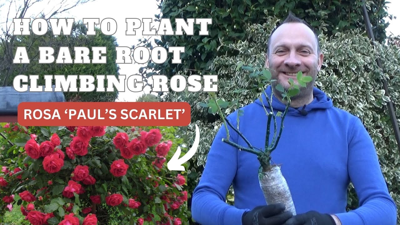 How to Plant a Bare Root Climbing Rose in a Container | Planting Bare ...