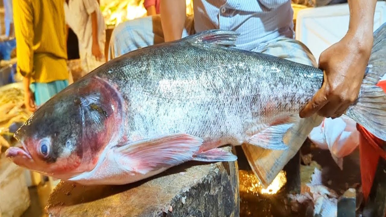 Amazing Big Silver Carp Fish Cutting Skills Live by Fish Cutter | Fish ...