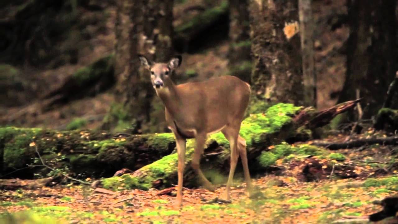 New Zealand White Tail Deer | Stealth Films New Zealand - YouTube