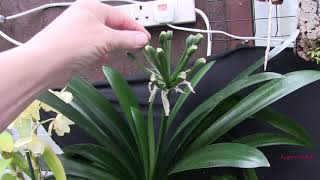 Some Questions for 'Clivia People'