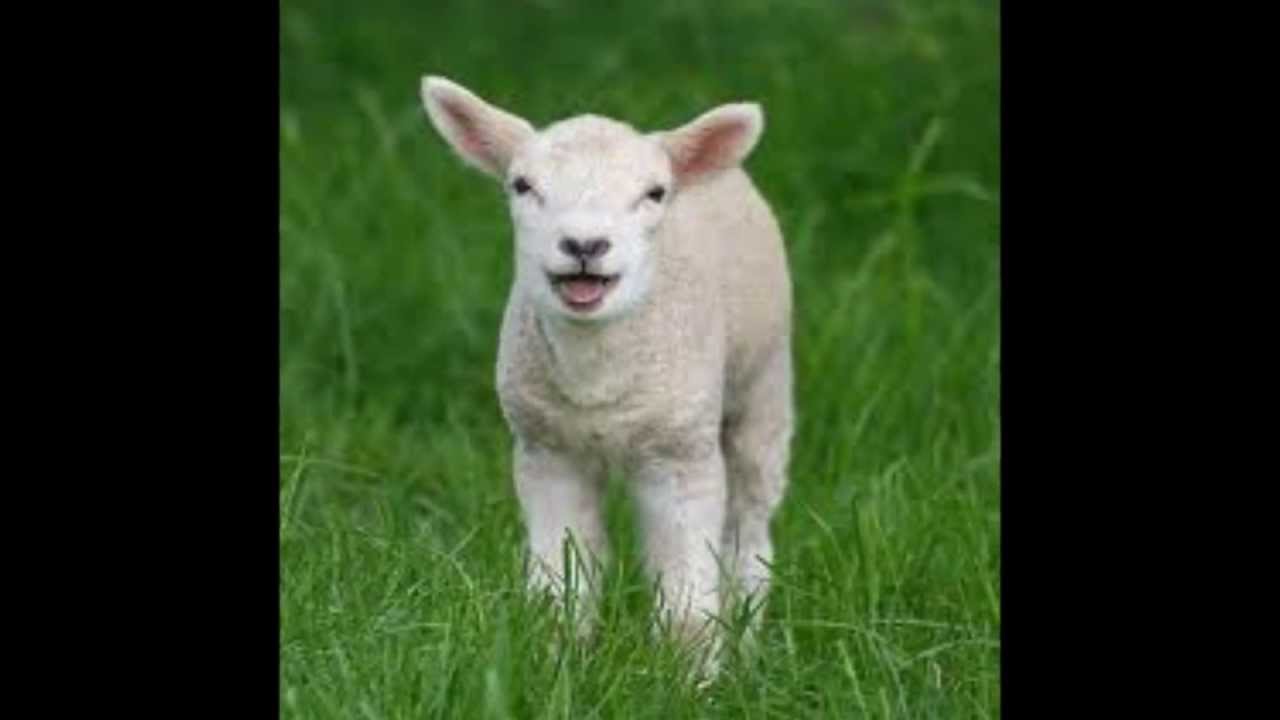 oveja lanuda. - YouTube