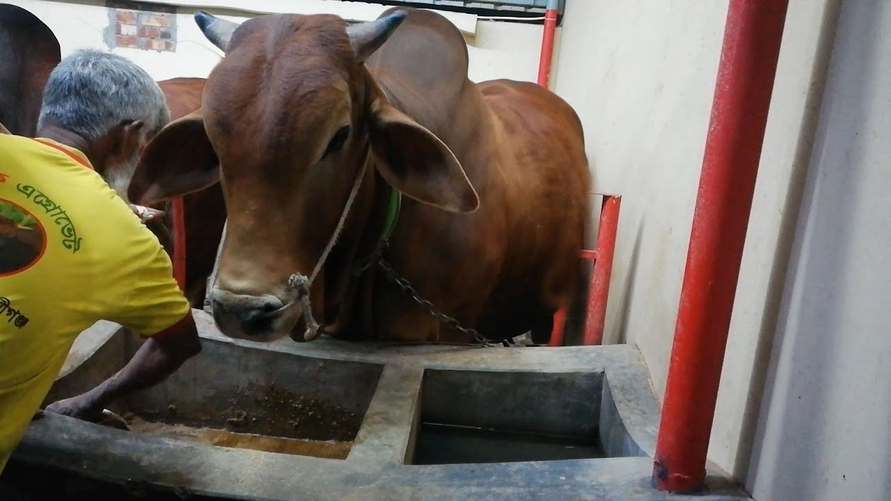 Heavyweight Cow Collection At Biggest Cow Farm | Sharif Agro 2023 ...