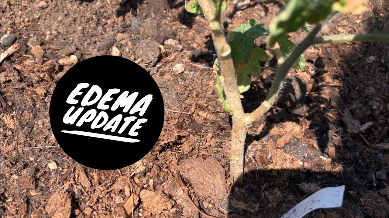 Update on the tomatoes with edema | zone 4b gardening update - YouTube