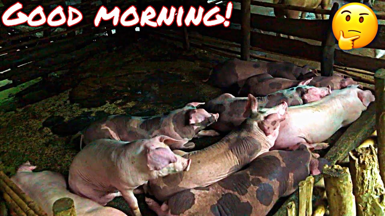 Morning! 🐷 from our animal countryside farm , all big pigs hungry, wait ...