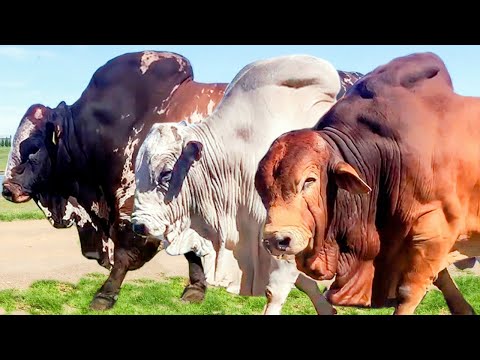 50 Huge Bulls of Boran breed | Hurwitz Farming South Africa