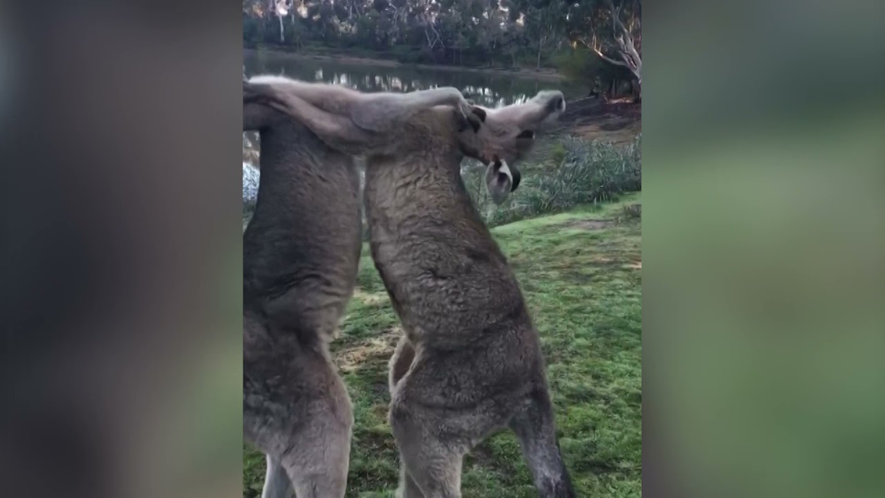 Two kangaroos play in Australian shelter - YouTube