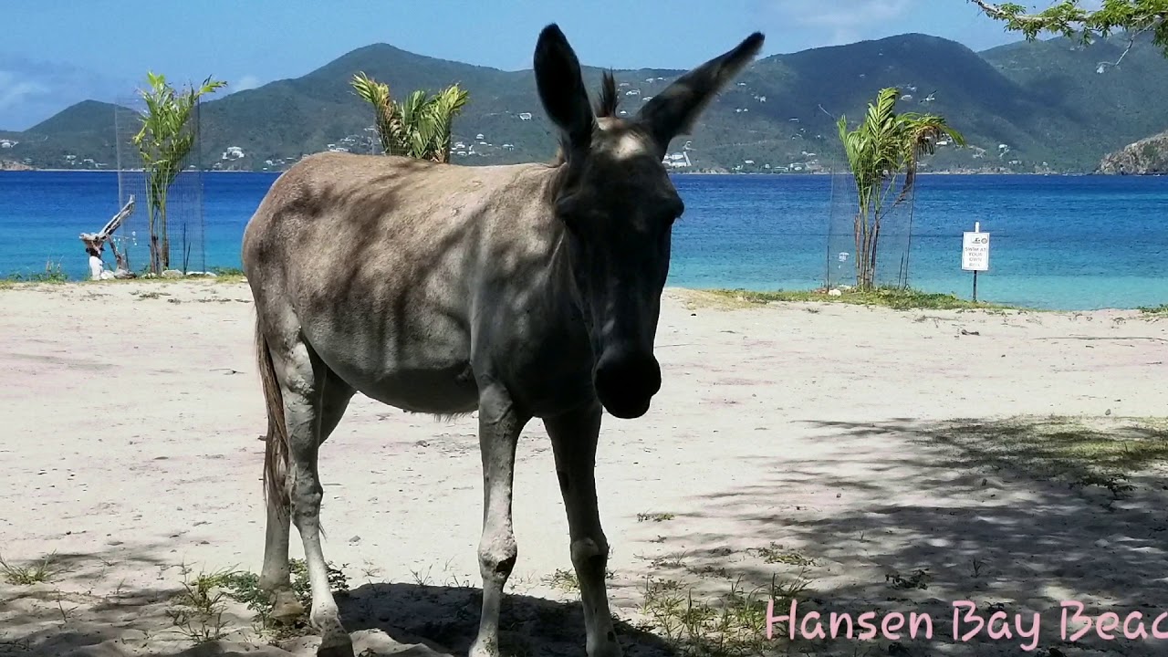 HANSEN BAY BEACH A UNIQUE EXPERIENCE - YouTube