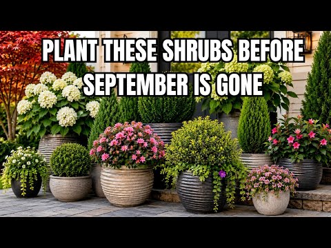 Plant These 9 Low-Maintenance Shrubs in Containers Before September Ends!