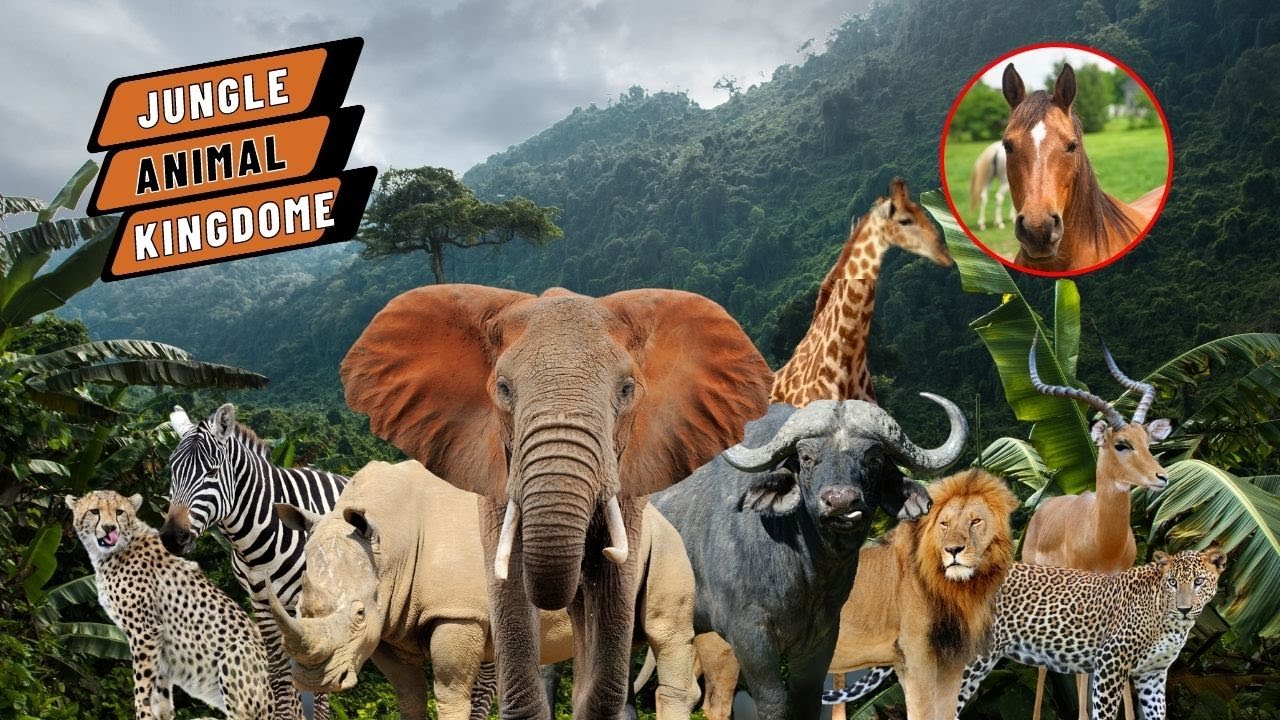 Wildlife Expeditions: Unforgettable Encounters in the Natural World - YouTube