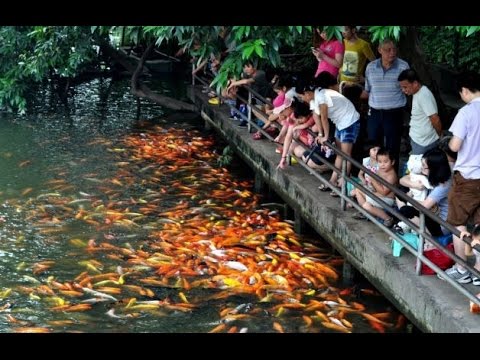 Biggest Koi Fish in Japan PlanetFish - YouTube