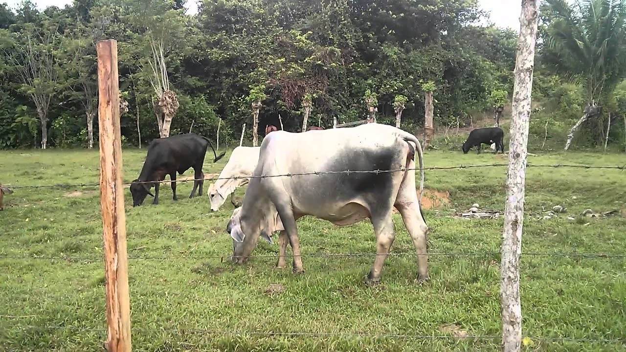 Ganado pastando - YouTube