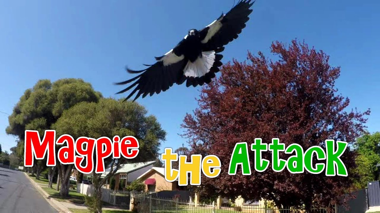 Magpie attack - YouTube