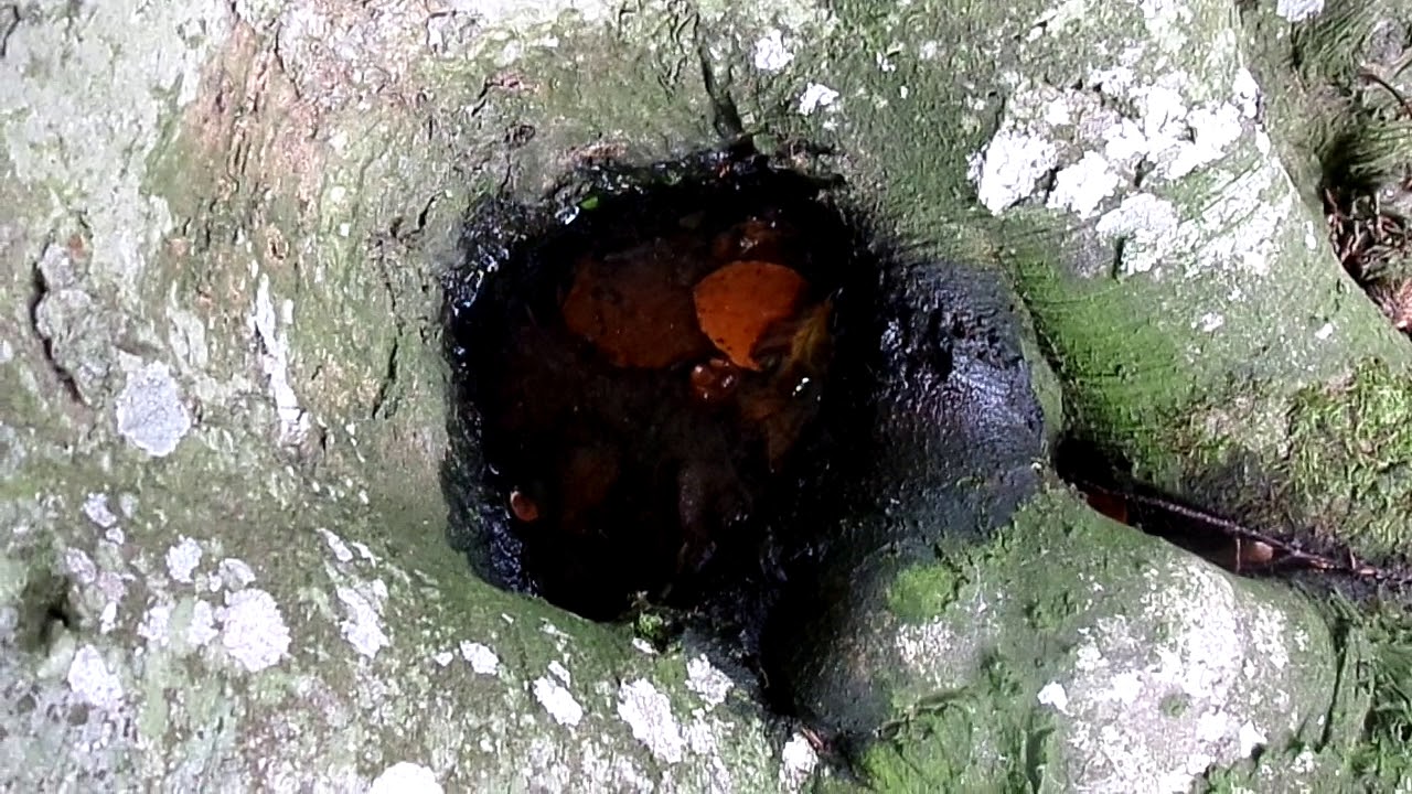 Tree Bole Bark Pools (Phytotelmata) - Conditions and Fauna - YouTube