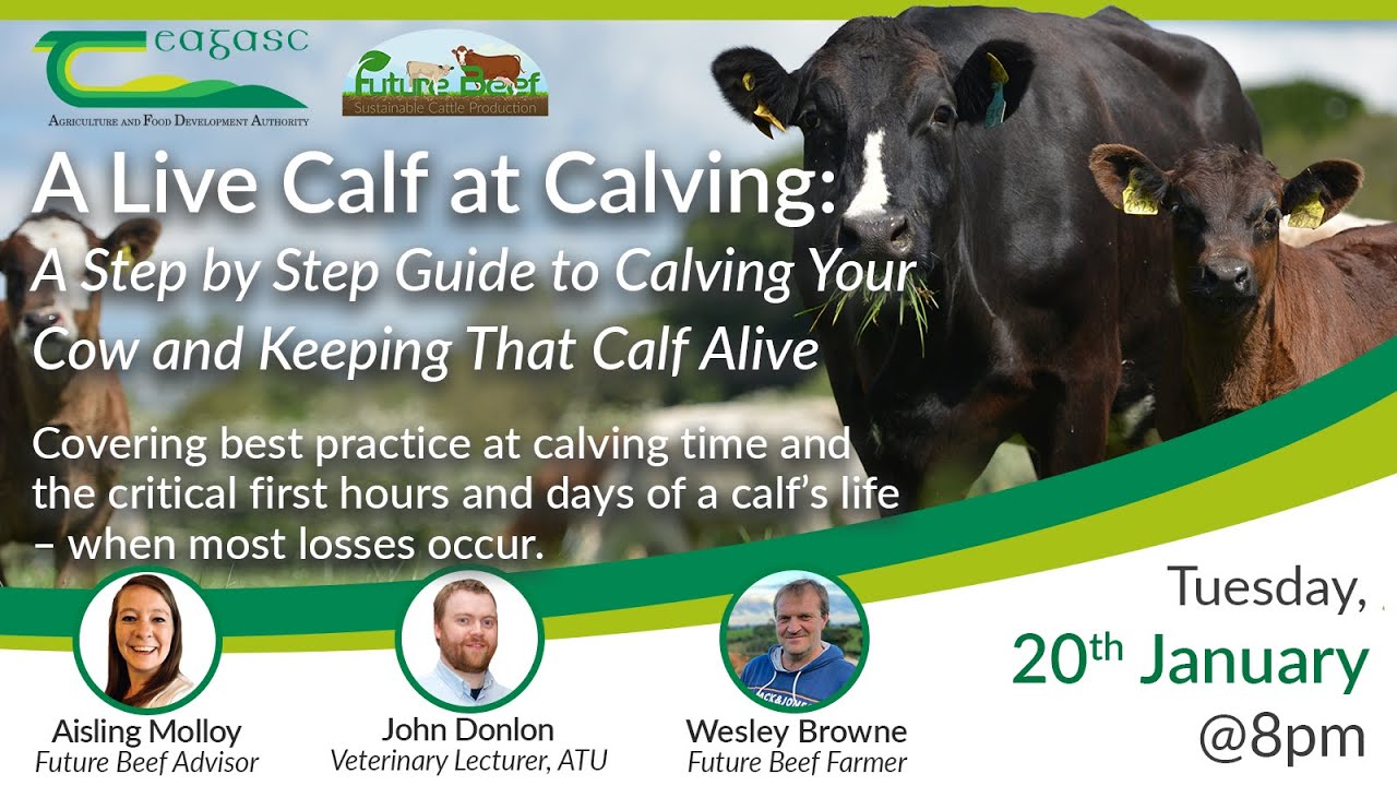 A step by step guide to calving your cow and keeping that calf alive ...