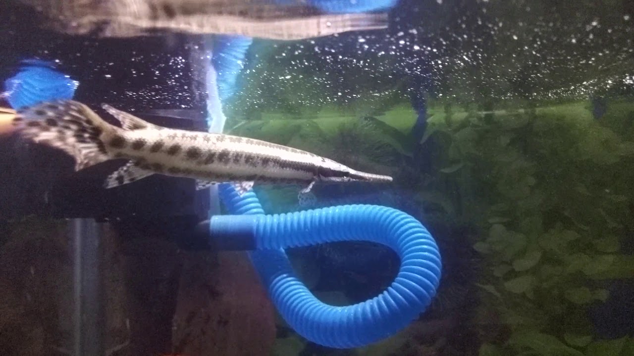 Ikan aligator long nose dan ikan palmas endlichery , palmas albino ...