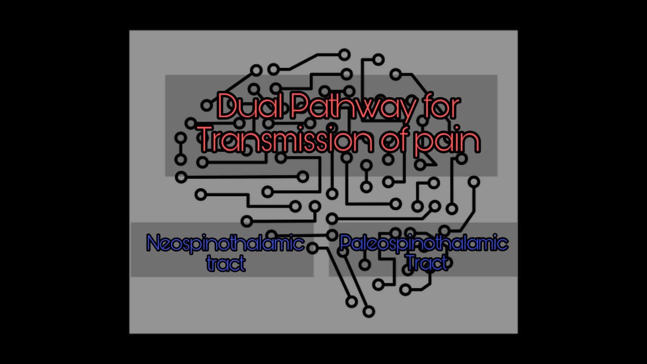 Dual Pathways for Transmission of Pain part1|Neospinothalamic ...