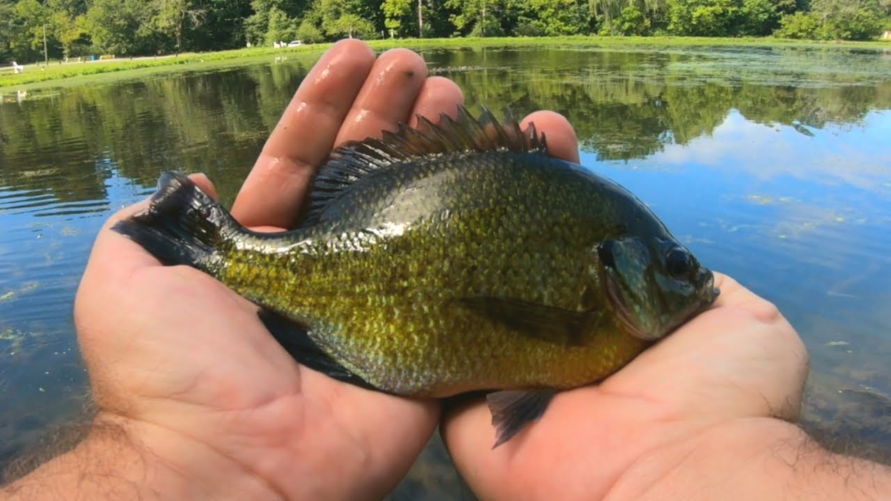 Pond Hop Fishing for anything that Bites - YouTube