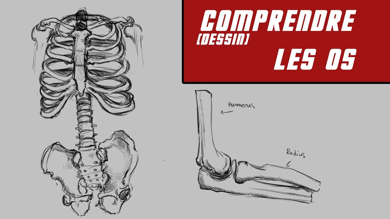 Comprendre les os (dessin) - YouTube
