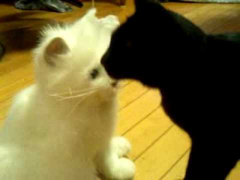 Robot cat VS Real cat - YouTube